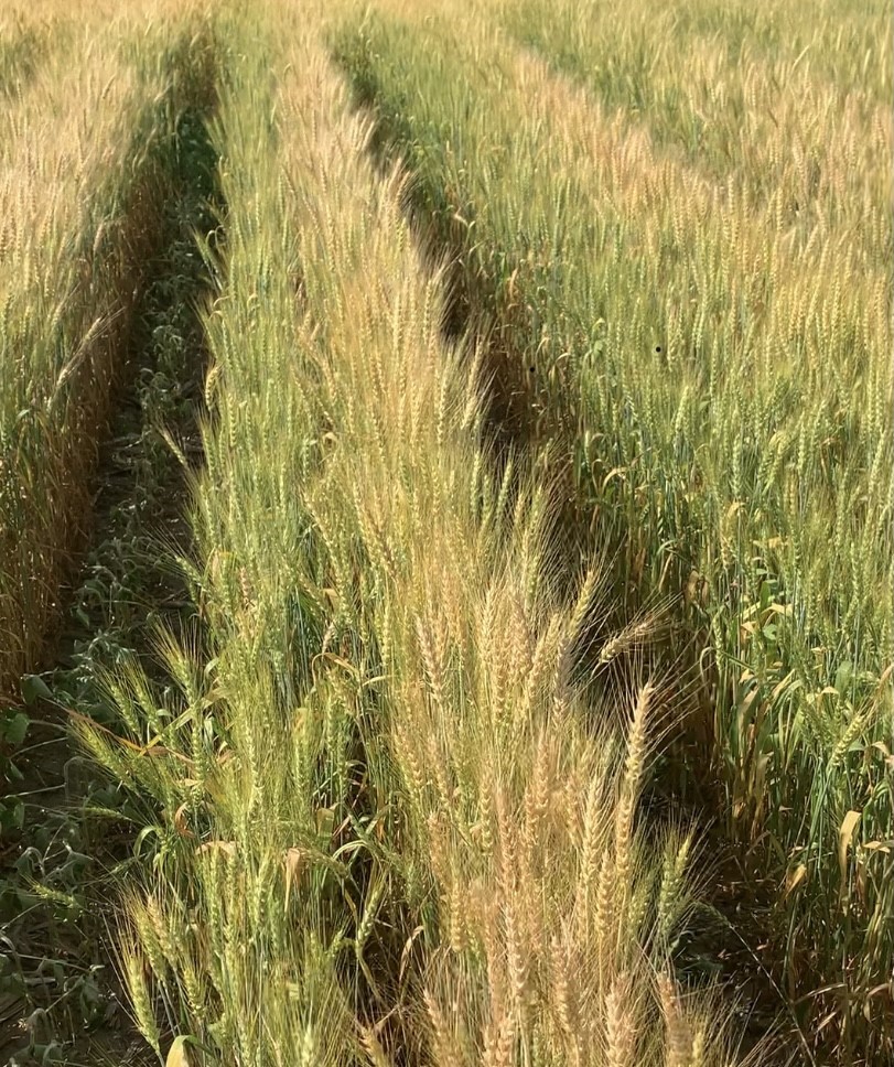 A Quinte Regional soybean-wheat relay program