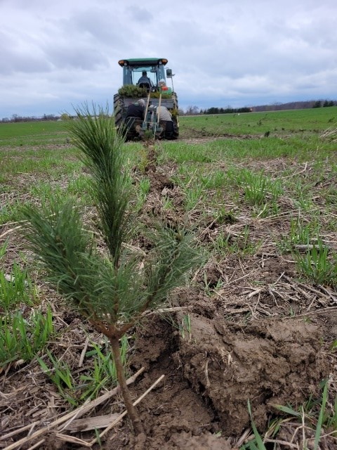 CROPS & CONSERVATION – JUNE 2022 | OSCIA