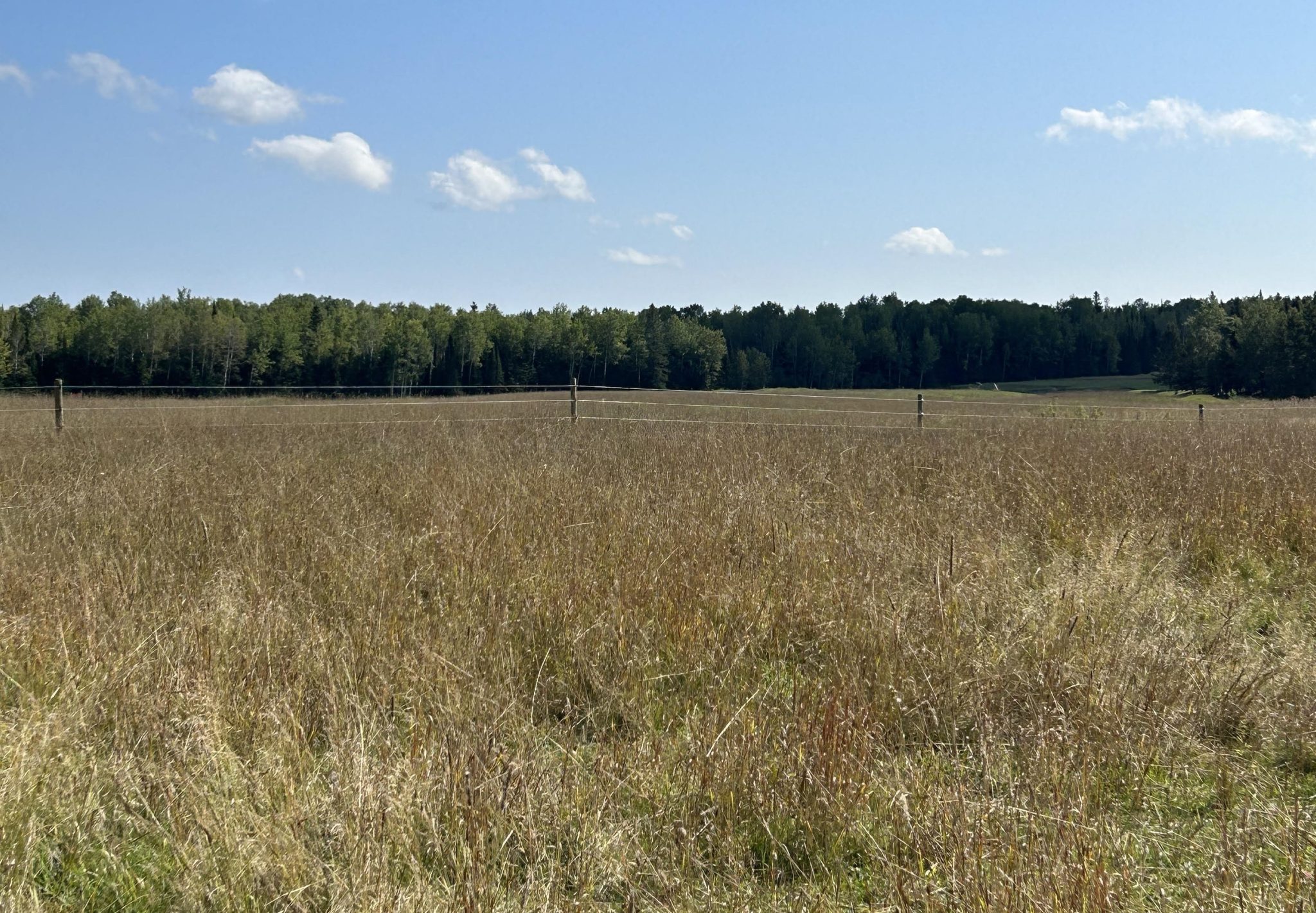 Rotational grazing at the Thunder Bay Community Pasture | OSCIA