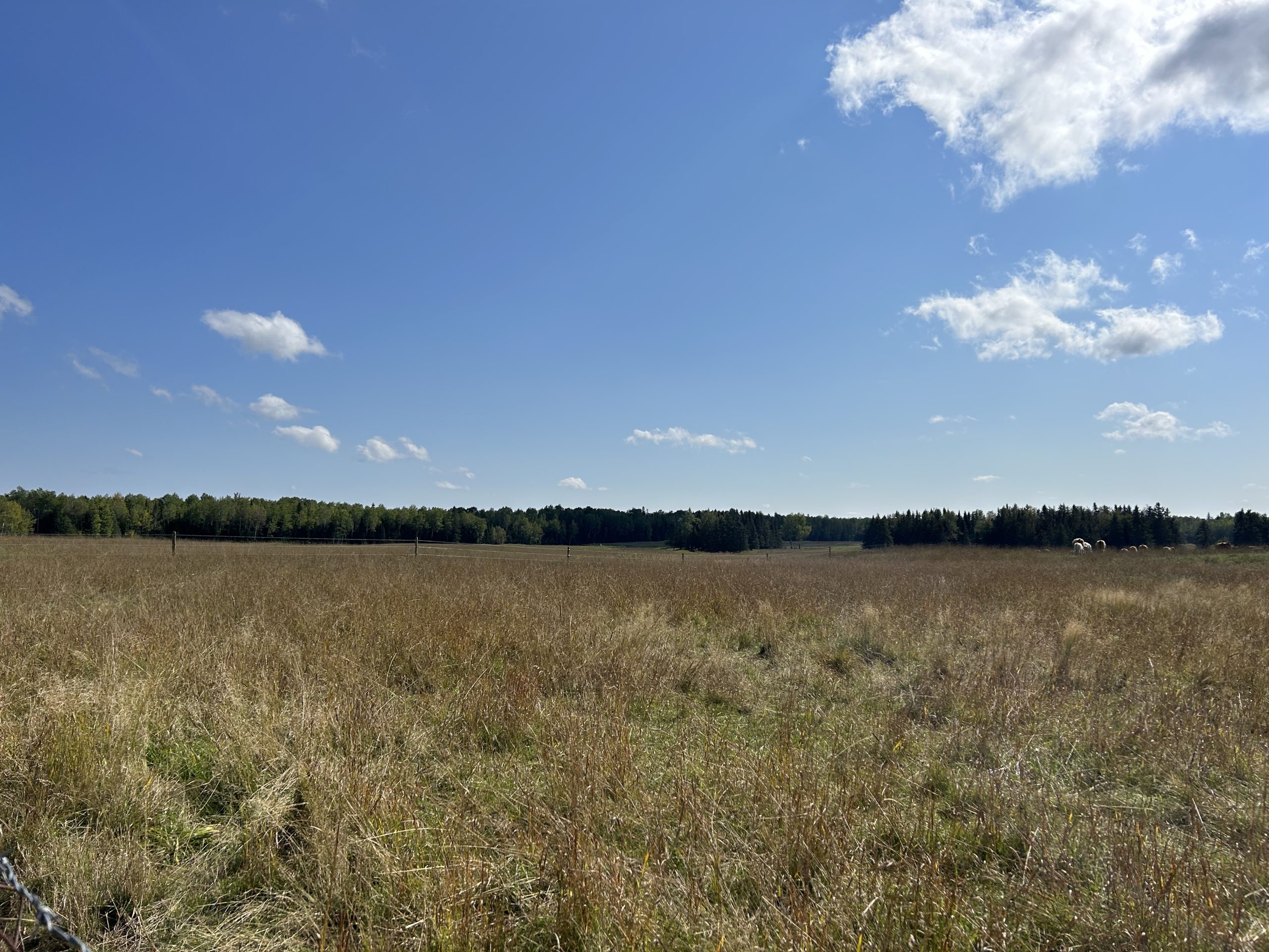 Introducing the 2024 Grassroots Research Grant projects | OSCIA