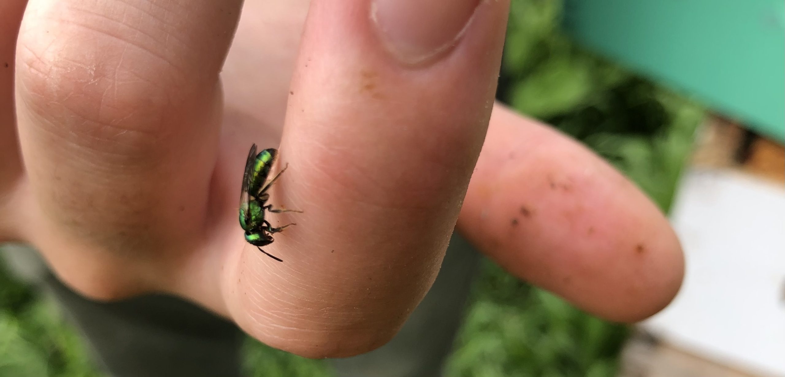 OSCIA empowers farmers to protect pollinators | OSCIA