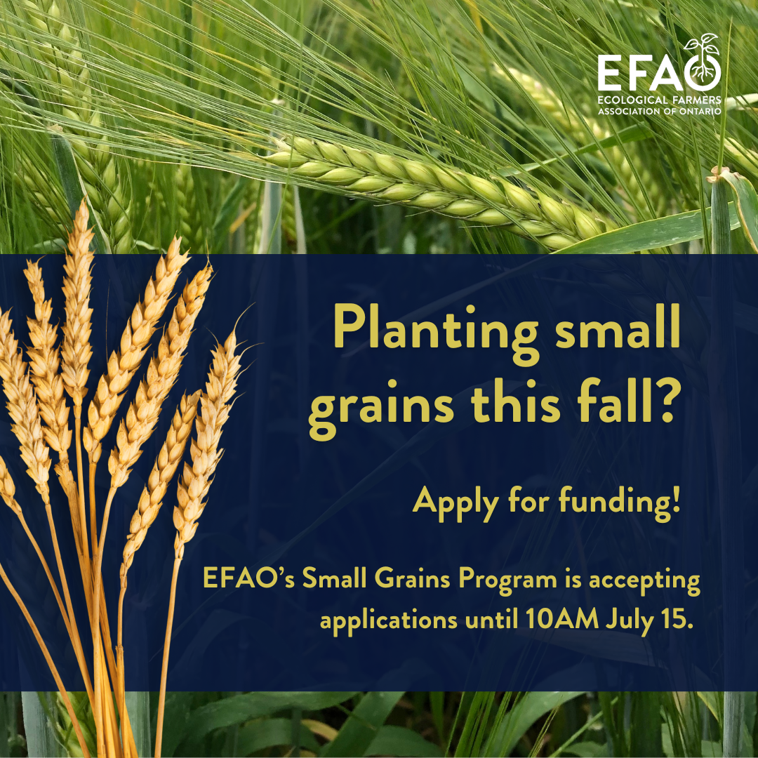 EFAO’s Small Grains Program intake is open!
