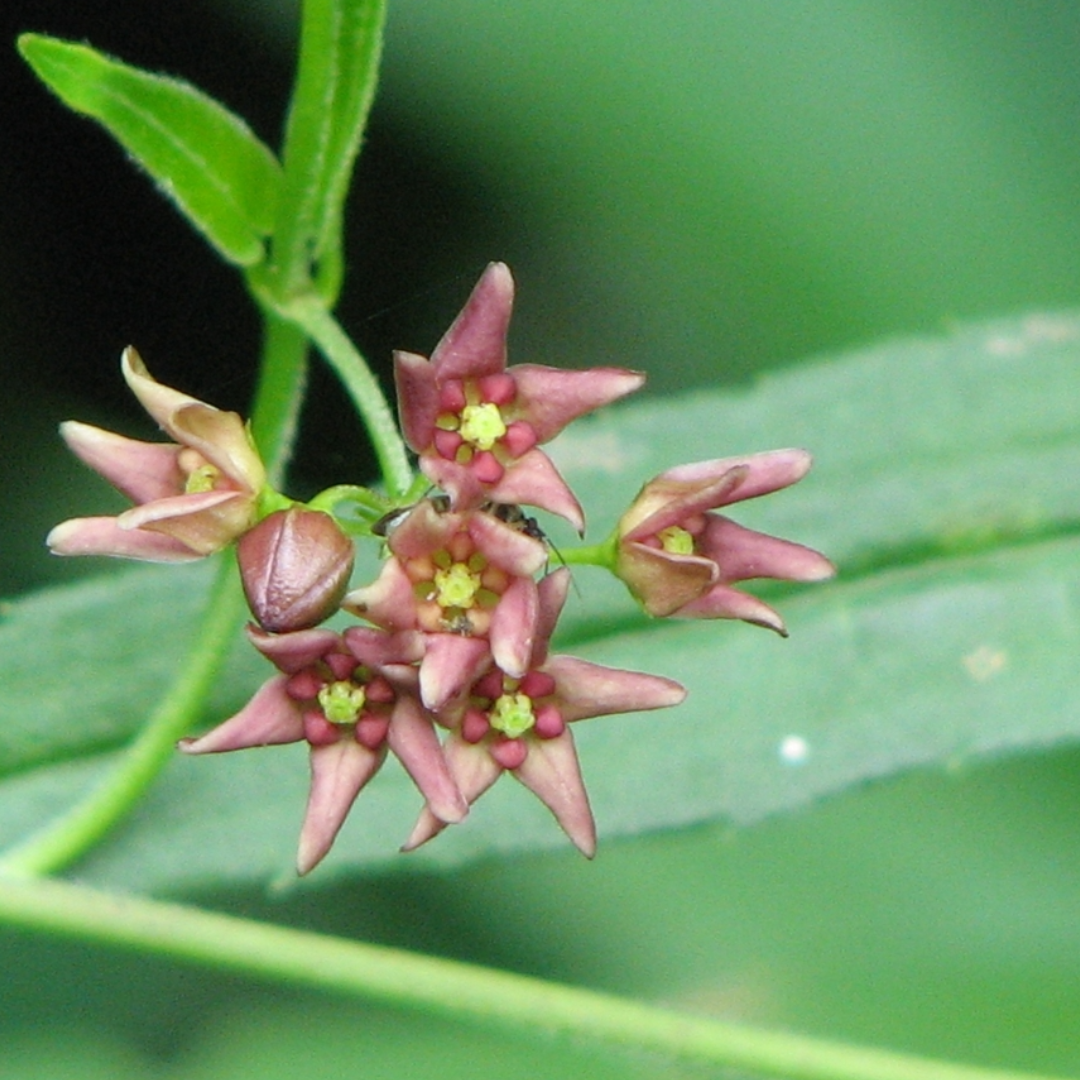 Protecting Our Harvest: Strategies to Control Invasive Species | OSCIA