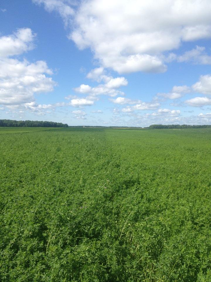 Ask An Agronomist – Focus on Forage Fertility