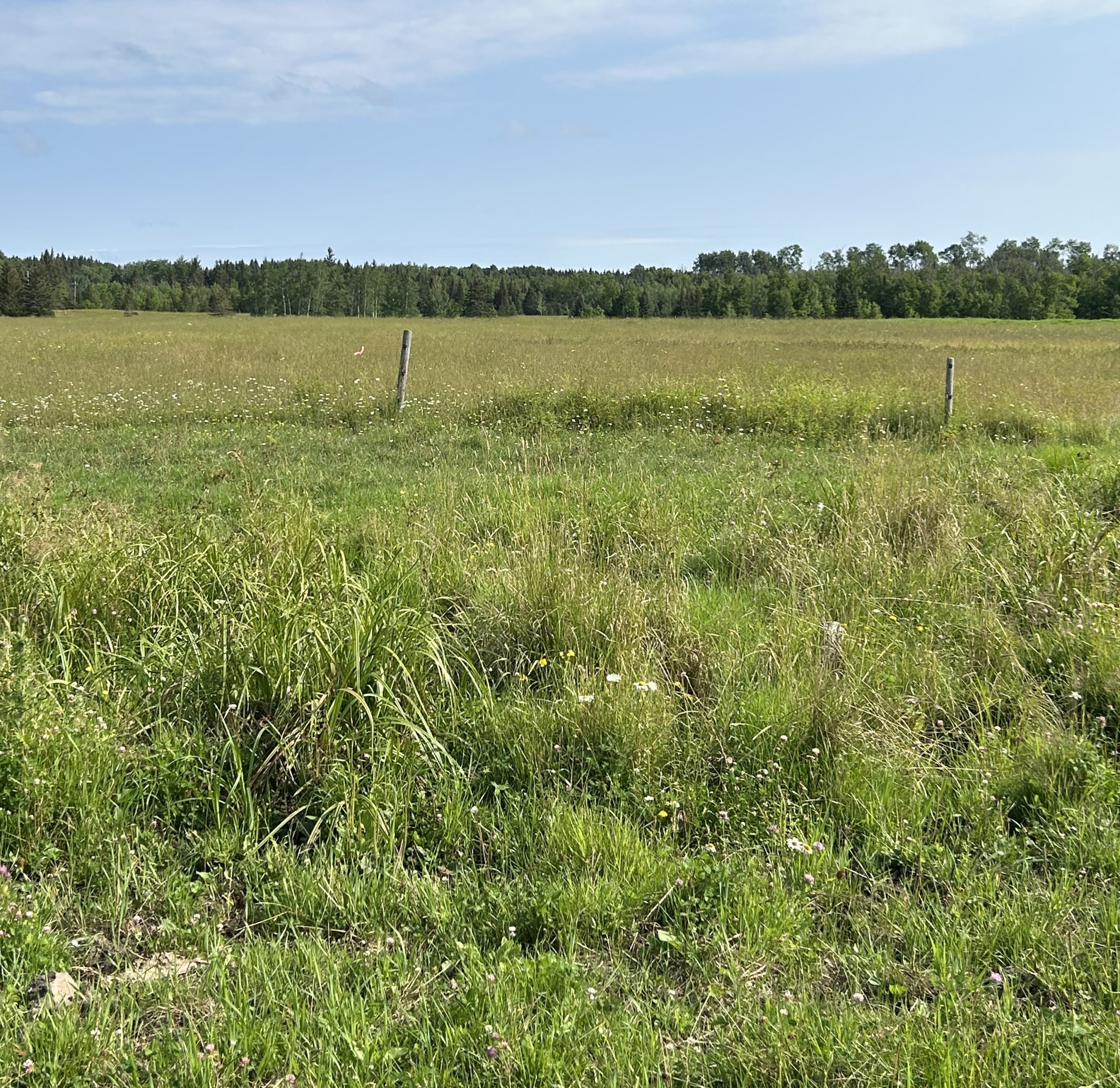 IMPLEMENTATION OF ROTATIONAL GRAZING: EFFECTS | OSCIA